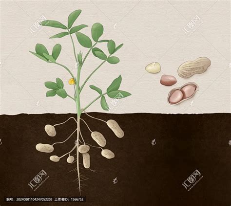 花生 花生手绘 花生插画 花生植株 长生果 花瓣网