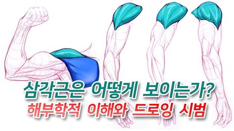 삼각근 강의와 드로잉시범 삼각근 해부학 강의 오쌤 인체해부학 Youtube