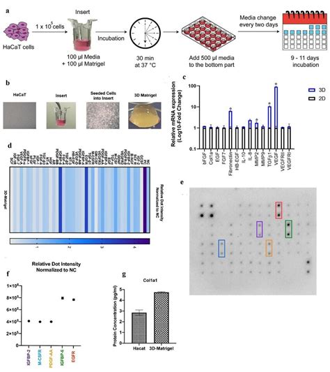 Construction Of 3d Hacat Cell Cultures A Experimental Flow Of