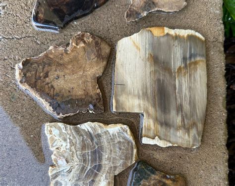 Lapidary Slab Lot Rock Slabs Mixed Fossils Lot 13 Rock Hound Bargain Slab Cabochon Preform