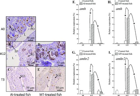 Amh And Amhr2 Expression Profiles During Bi Directional Sex Change Download Scientific Diagram
