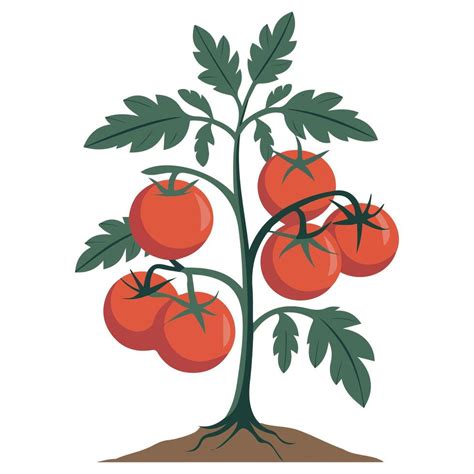 Tomato Plant Clip Art