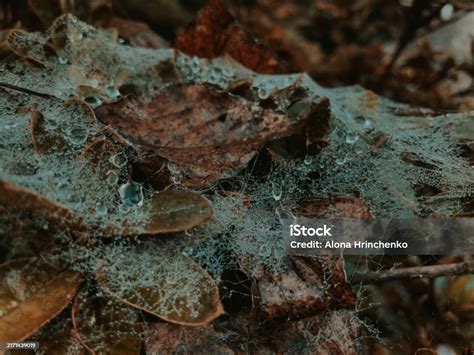 이슬과 거미줄의 섬세한 층으로 덮인 단풍의 클로즈업은 숲 바닥에 질감 있고 자연스러운 패턴을 만듭니다 자연 가을 및 매크로 사진 테마에 적합합니다 0명에 대한 스톡 사진 및