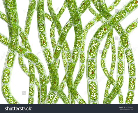 Cells Algae Microscopic View 3d Image Stock Illustration 513755032