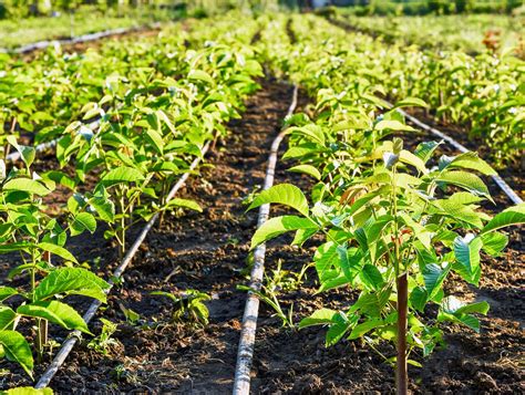 Homepage Anfic The Australian Nurserymens Fruit Improvement Company