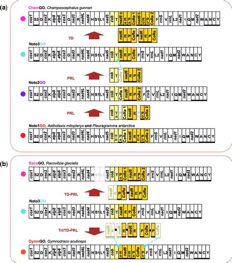 Pathway 3 And 4 The Evolution Of Five Mitochondrial Gene Orders In Download Scientific