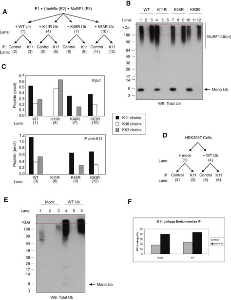 K11 Linked Polyubiquitination In Cell Cycle Control Revealed By A K11