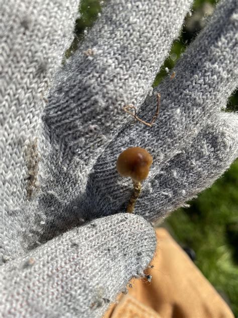 First Time Picking I Know They Are Probably Not Libs But I Feel Close