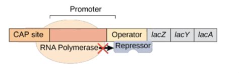 Gene Expression Induction Repression Flashcards Quizlet