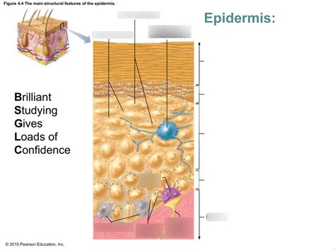 Epidermis Diagram Quizlet
