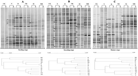 Dgge Banding Patterns Of 16s Bacteria Fragment And Clustering Of Dgge
