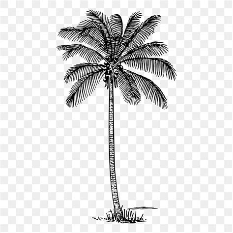 Palm Tree Drawing Images Free Photos Png Stickers Wallpapers And Backgrounds Rawpixel