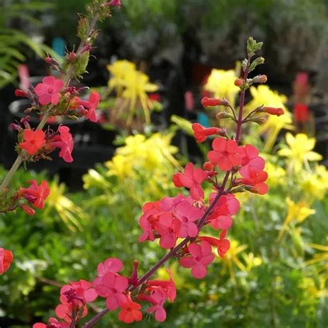 Superb Penstemon Native Gardeners