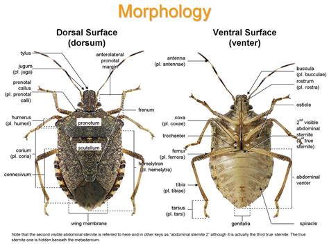 Stink Bug Life Cycle Diagram Dirk Jordon