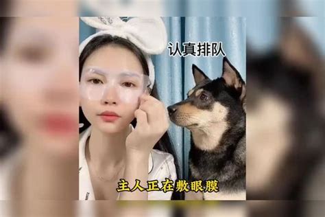全网最爱美的贵妇狗每天都和主人抢着敷面膜不给敷就生气 都和 贵妇 主人