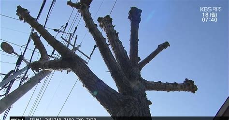 울창했던 모습은 어디로싹둑 잘려나간 ‘닭발 나무