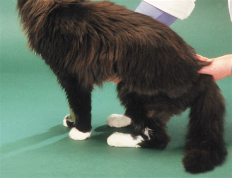 Feline Medicine Qanda 15 Wikivet English