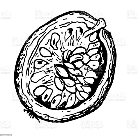 열정 과일 그림은 흰색 배경에 분리되어 있다 반 과일 마라쿠야 벡터 손으로 그린 조각 포장 메뉴 마켓 허브티 아이스크림 스티커 식기 등의 디자인 요소 개체 그룹에 대한 스톡