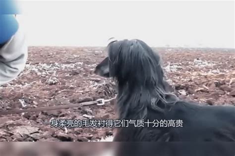 为何我国禁止出售和饲养阿富汗犬再有钱也不行看完你还敢养