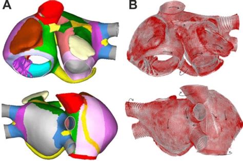 19 Atrial Model Extracted From [tobon 2013] Left Atrial Model Download Scientific Diagram