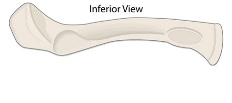Clavicle Bone Quizzes Human Bio Media