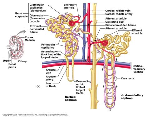 Vasa Recta Vs Peritubular Capillaries