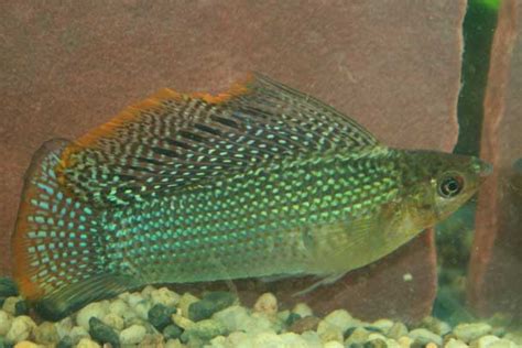 Green Sailfin Molly Goliad Farms