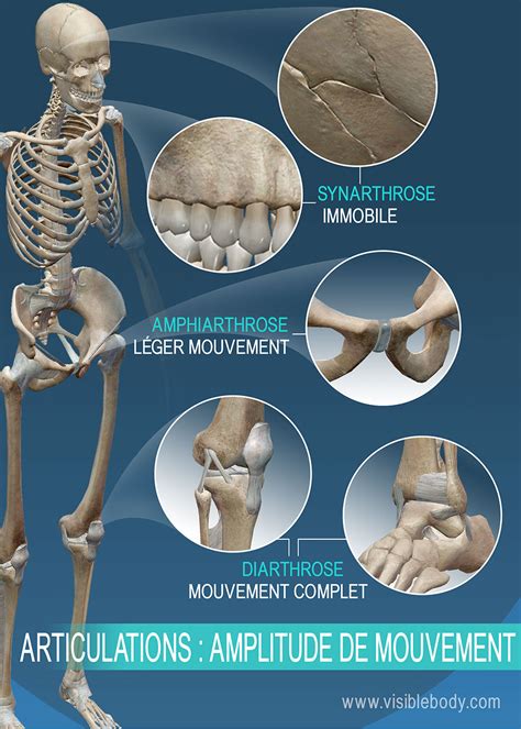 Les Articulations Du Corps Humain