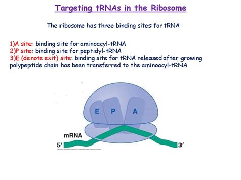 Antibiotics Affecting Codon Phase Dependent Binding Of Aminoacyl Trna