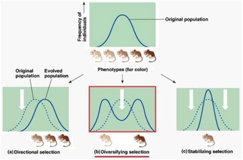 Population Structure Selection And Drift Flashcards Quizlet