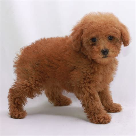 Red Tiny Teacup Poodles