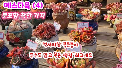 예스다육 묵은둥이 수형 멋지게 예쁜 화분에 식재한 다육이 가격 착하게 보내드려요 YouTube
