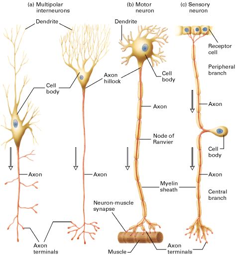 Types Of Neurons Structure And Functions Biology Boom