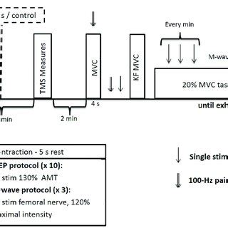 Schematic View Of The Experimental Protocol MVC Maximal Voluntary Download Scientific