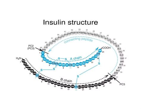 Insulin Discovery Of Insulin Structure Of Insulin Biosynthesis Of Insulin Regulation Of