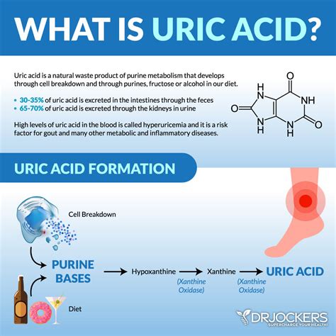 Uric Acid A Key Player In Cardio Brain And Metabolic Diseases