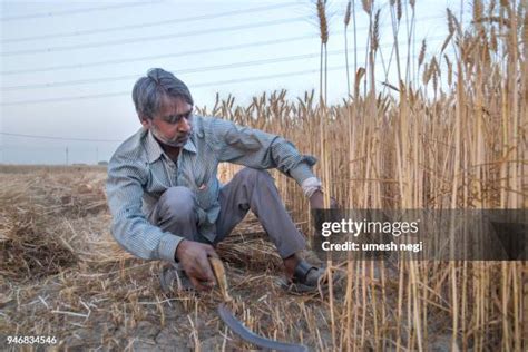 Sickle And Scythe Photos And Premium High Res Pictures Getty Images