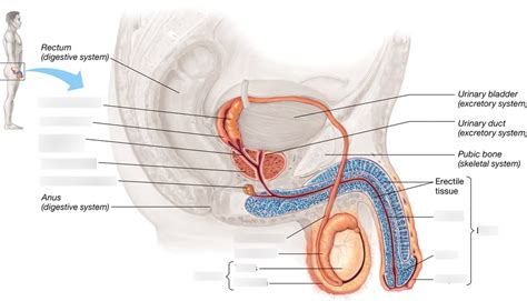Bio 101 Exam 3 Male Reproductive System Labeling Sideview Diagram