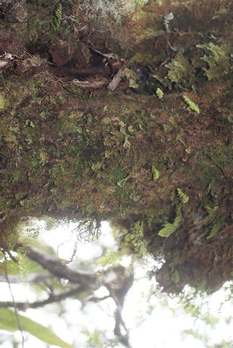 How To Propagate How To Propagate Grammitis Torulosa