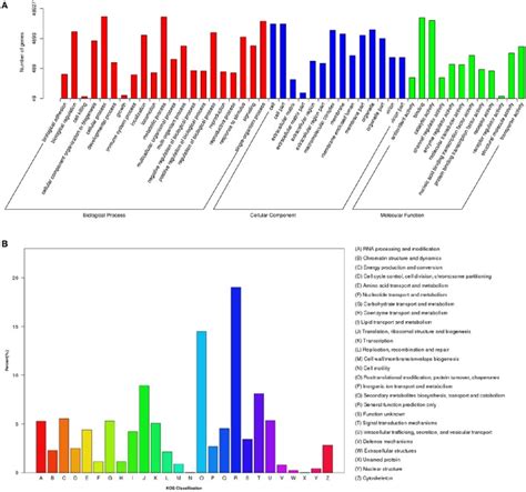 Spatiotemporal Transcriptome Analysis Provides Insights Into Bicolor Tepal Development In Lilium