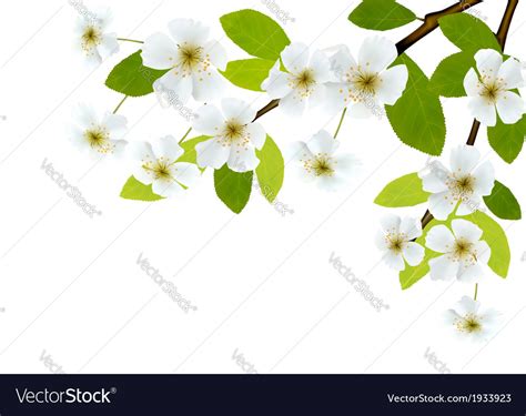 Nature Background With Blossoming Tree Brunch Vector Image