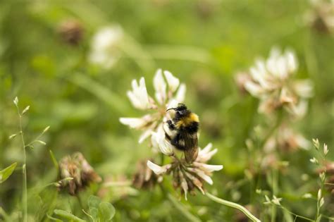 Bumble Bee Insect Nature Free Photo On Pixabay Pixabay