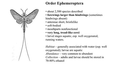 Insect Taxonomy Importance Systematics And Classification Pptx