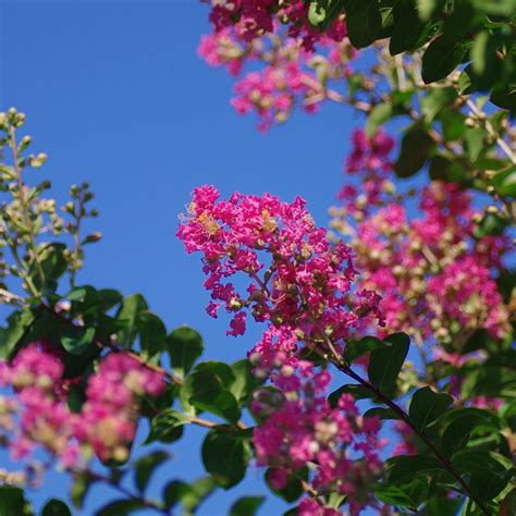 サルスベリの木画像 百日紅の花の写真 Micjt