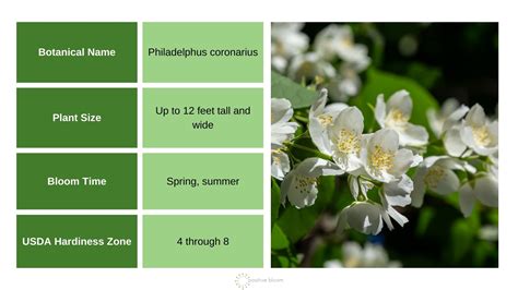 How To Grow And Care For Mock Orange