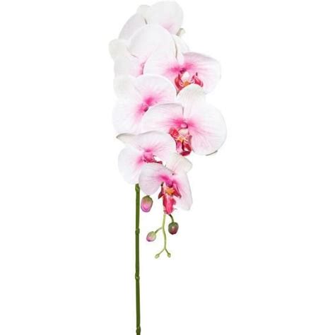 Orhideja Sissi Momax Akcija Njuškalo Katalozi