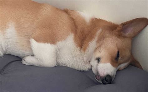 강아지가 구석에서 자거나 숨는 이유 4가지 비마이펫 라이프