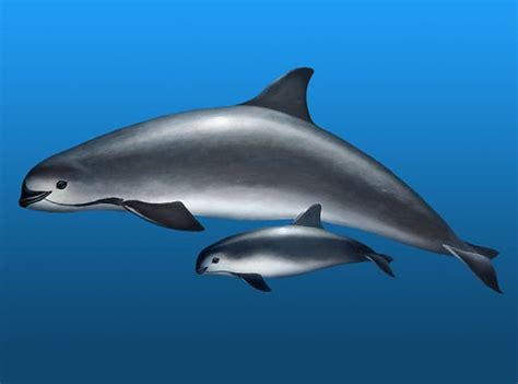 Vaquita Habitat