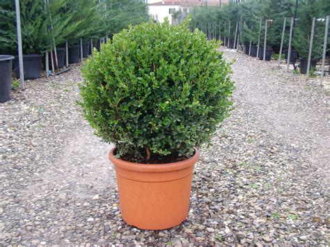 Arte Topiaria Forme Vivai Rulli Garden Marsciano