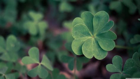 Lucky Wallpapers Wallpaper Cave